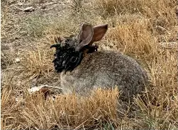 IT MUST BE BUNNIES! - PressReader