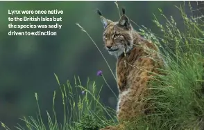 Lynx effect divides opinion over prospect of reintroduc­tion - PressReader