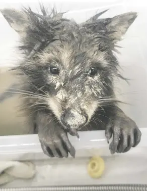 For animals’ sake, keep lids on green bins - PressReader