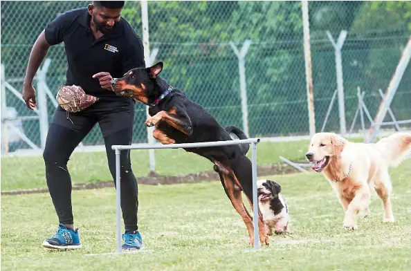 With dogged determinat­ion - PressReader