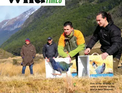 Takahē released into wild in New Zealand - PressReader