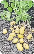Spuds are now a far cry from old - PressReader