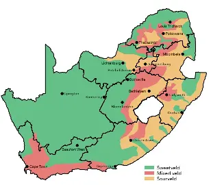 Cattle farming basics: Sweetveld vs sourveld, and how to get the best ...