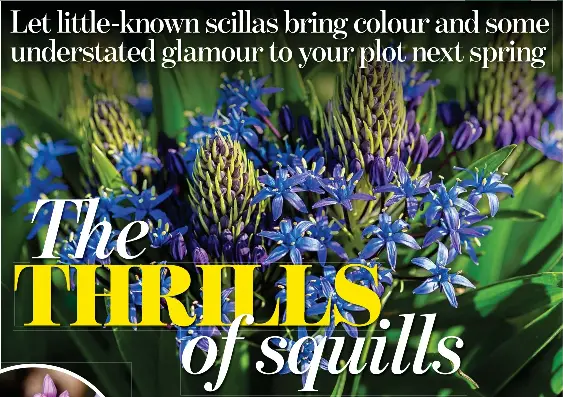 The THRILLS of squills - PressReader