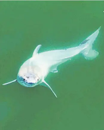 Neugeboren­er Weißer Hai entdeckt - PressReader