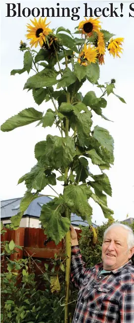 Blooming heck! Sunf lowers thrive in autumn - PressReader