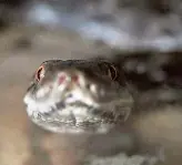 Could pythons be a protein alternativ­e? - PressReader