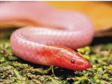 Colourless creatures, marine giant: Wild highlights of 2025 - PressReader