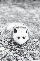 Mammals, reptiles, birds: Ask Joe Fusco Jr. - PressReader