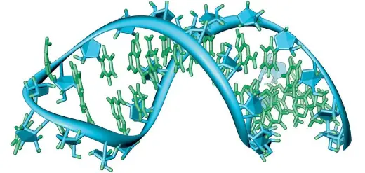 Newfound ‘obelisks’ join viruses, viroids as third unusual life form ...