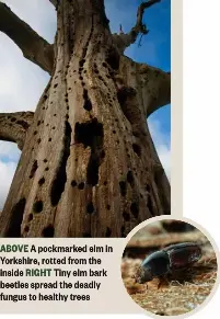 THE ELM PLAGUE - PressReader