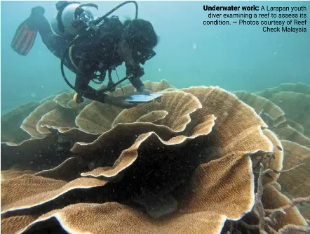 Local youth guard coral reefs - PressReader