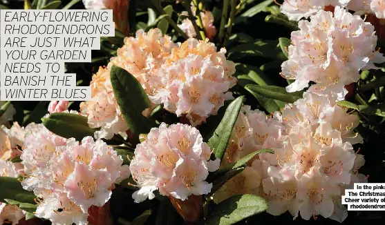 BLOOMING MARVELLOUS - PressReader