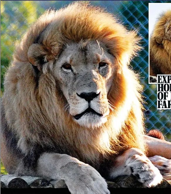 SIMBA’S SANCTUARY - PressReader