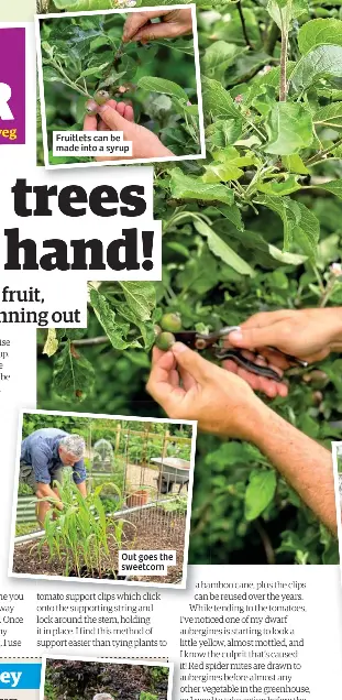 Give fruit trees a helping hand! - PressReader