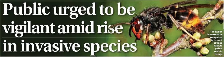 Public urged to be vigilant amid rise in invasive species - PressReader