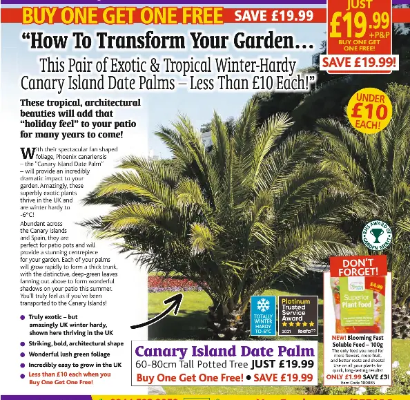 This Pair of Exotic & Tropical Winter-Hardy Canary Island Date Palms – Less Than £10 Each ...