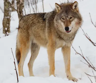 When did wolves become extinct in the UK? - PressReader