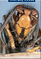 Take care of gentle giant - PressReader