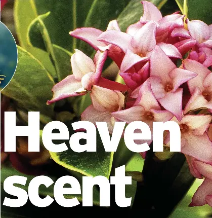 Heaven scent - PressReader