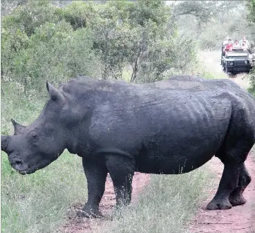 Cabangela imoto vika ukushayisa izilwane ngamabomu - PressReader