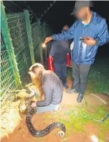 Python trapped in electric fence rescued - PressReader