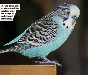 Budgie’s got the long beak blues PAMPERED PETS - PressReader