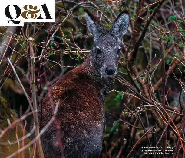 What is musk? - PressReader