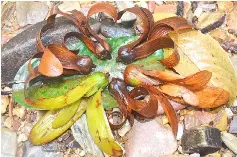 Fruiting Ensurai trees turn Ngemah River bank picturesqu­e - PressReader