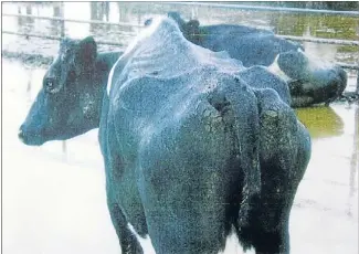 Zeestraten­s fined tens of thousands - PressReader