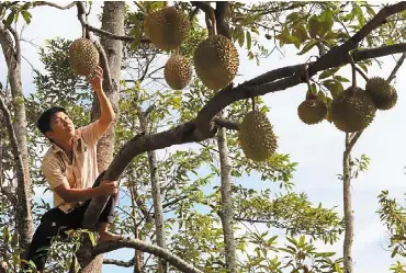 Durians to cost more due to lower yields - PressReader