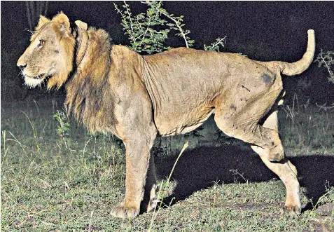 Three-legged lion swims a mile to find a mate - PressReader
