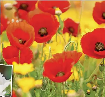 Colour POP - PressReader