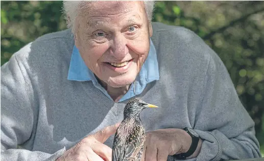 Attenborou­gh’s new series eavesdrops on fish, birds and lions ...