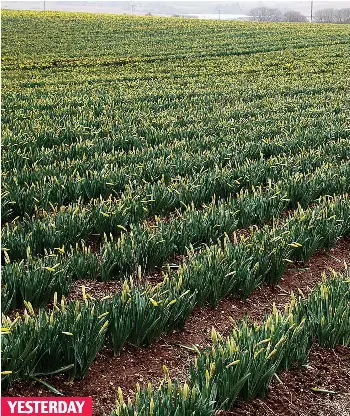 Flower growers left lonely as a cloud without their host of golden daffodils - PressReader