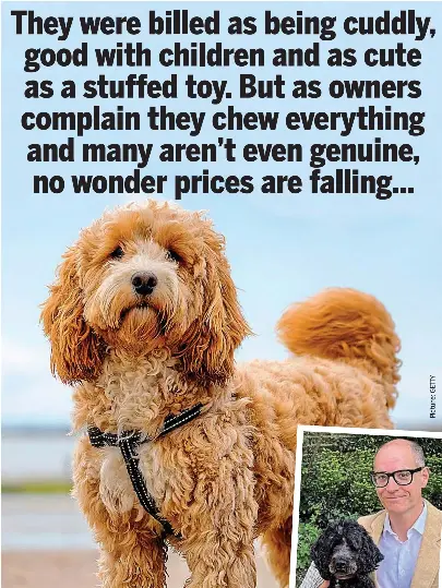 How Britain was sold a pup over cockapoos - PressReader