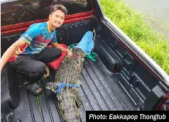 Croc caught in Pa Khlok - PressReader