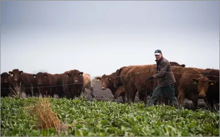 Luing cattle tick all the right boxes for the Murrays - PressReader