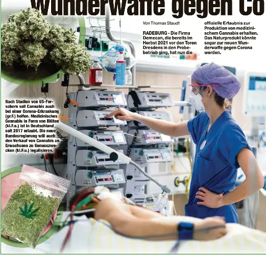 Lizenz zum legalen Drogen anbau in Sachsen - Wunderwaff­e gegen Corona? - PressReader