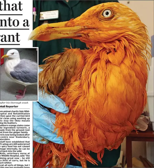 Seagull that turned into a korma-rant - PressReader