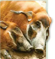 Which animals snore and why? - PressReader
