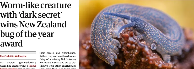 Worm-like creature with ‘dark secret’ wins New Zealand bug of the year award - PressReader