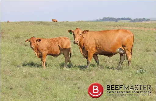 Beefmaster - PressReader