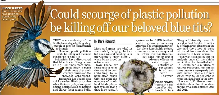 Could scourge of plastic pollution be killing off our beloved blue tits? - PressReader