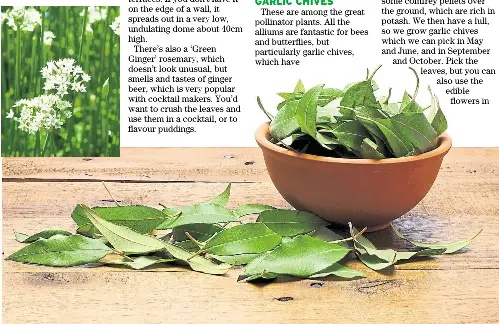Spice up your garden - PressReader