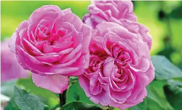 Rose-coloured spectacles - PressReader