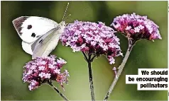 FIVE KEY GARDENING TRENDS THAT WILL SHAPE THE YEAR TO COME - PressReader