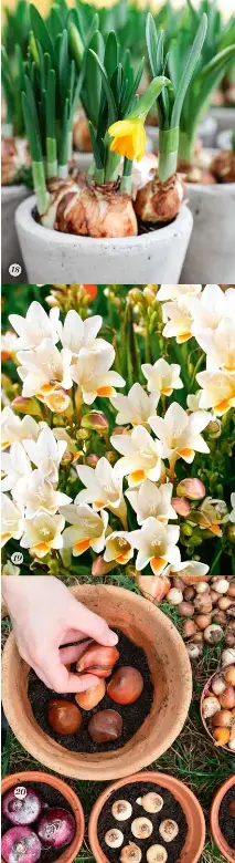 GROWING BULBS IN POTS - PressReader