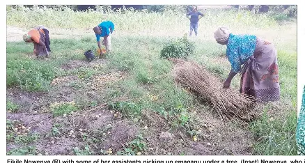 Violent storms, heat ravage buganu harvest - PressReader