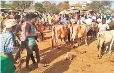 Heat wave, dry weather force farmers to sell their cattle - PressReader